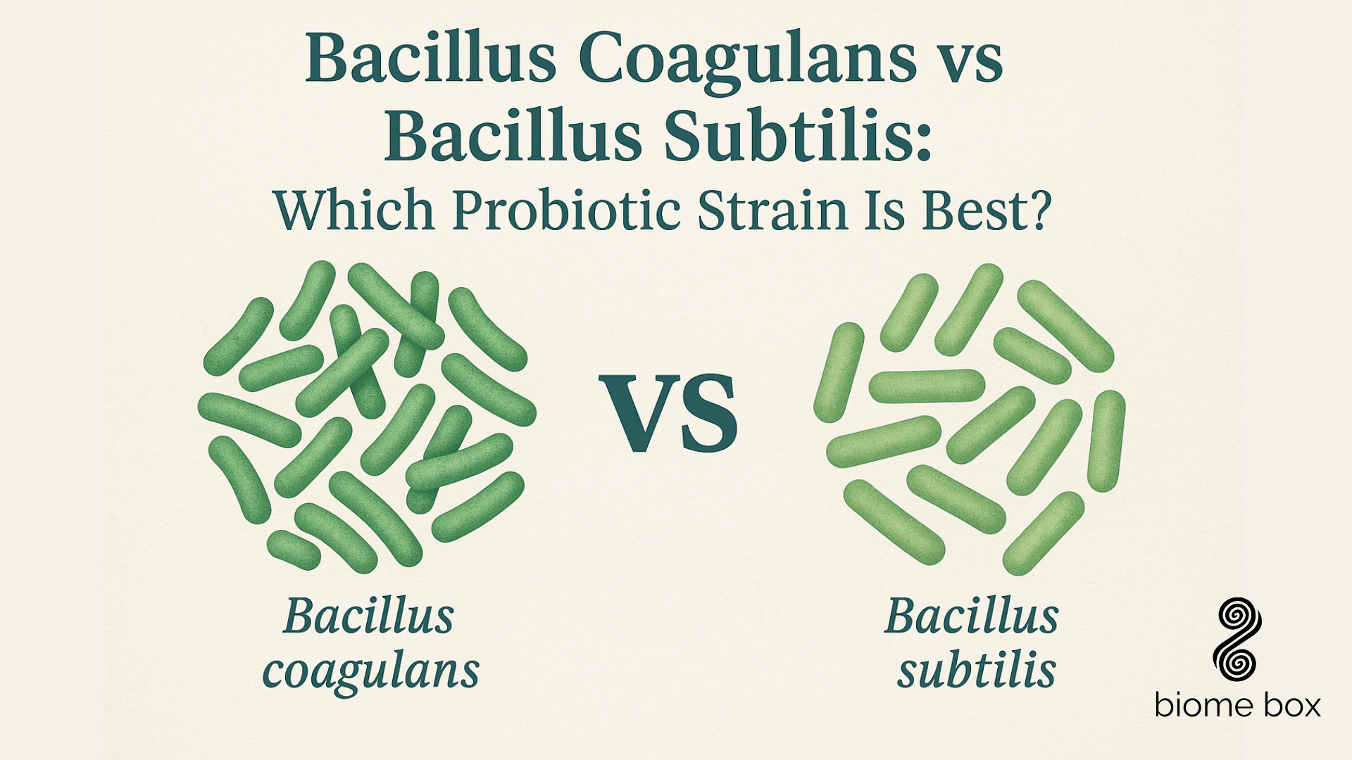 Bacillus Coagulans vs Bacillus Subtilis UK