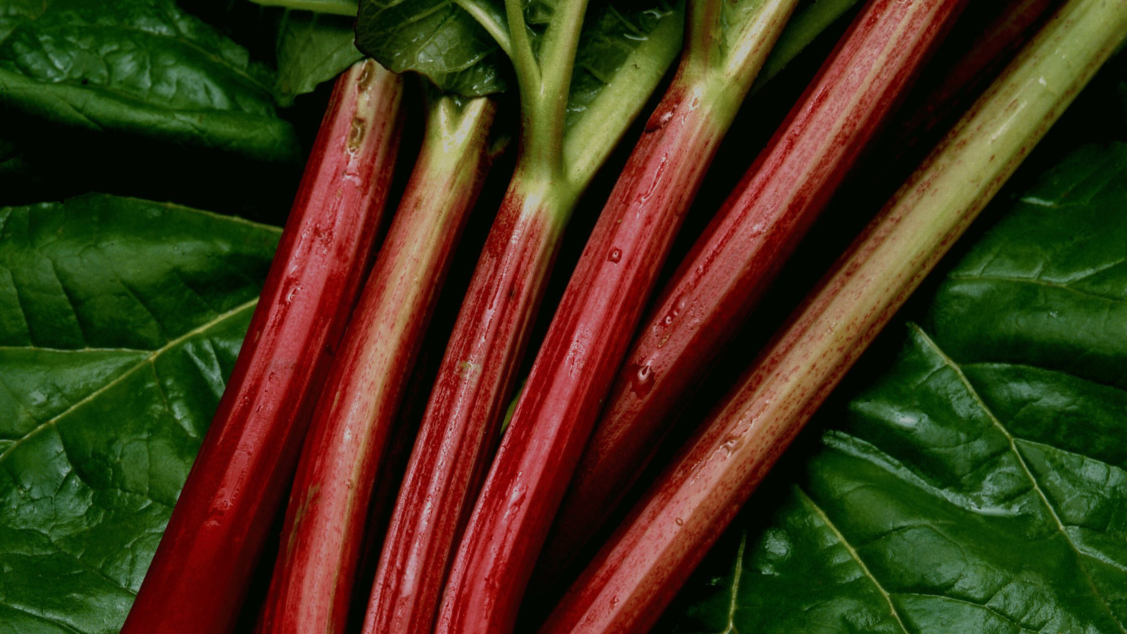 Rhubarb