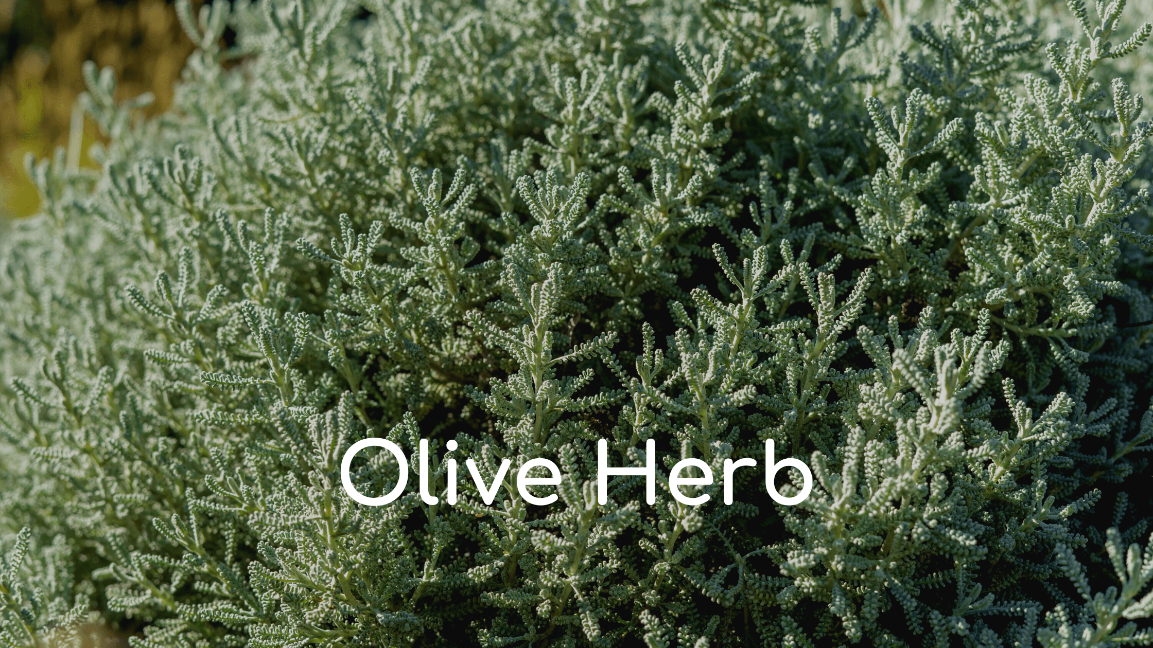 Olive Herb