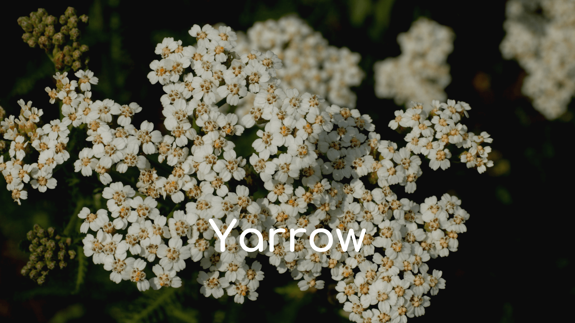 Yarrow
